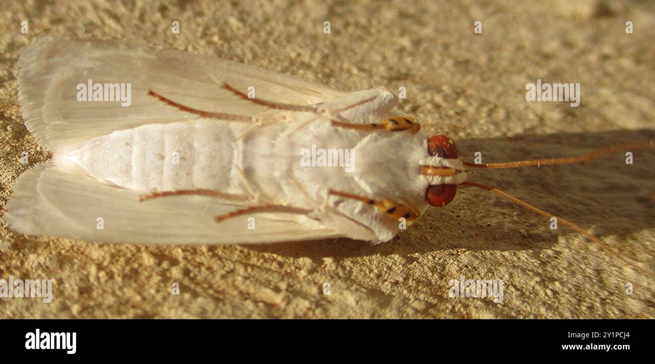 (Chasmina tibialis) Insecta Stock Photo - Alamy