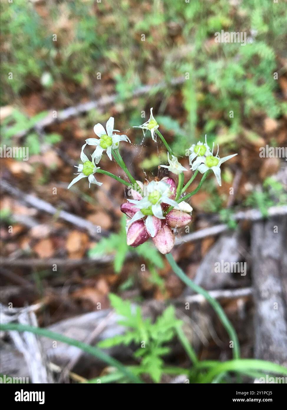 Canadian Meadow garlic (Allium canadense) Plantae Stock Photo - Alamy