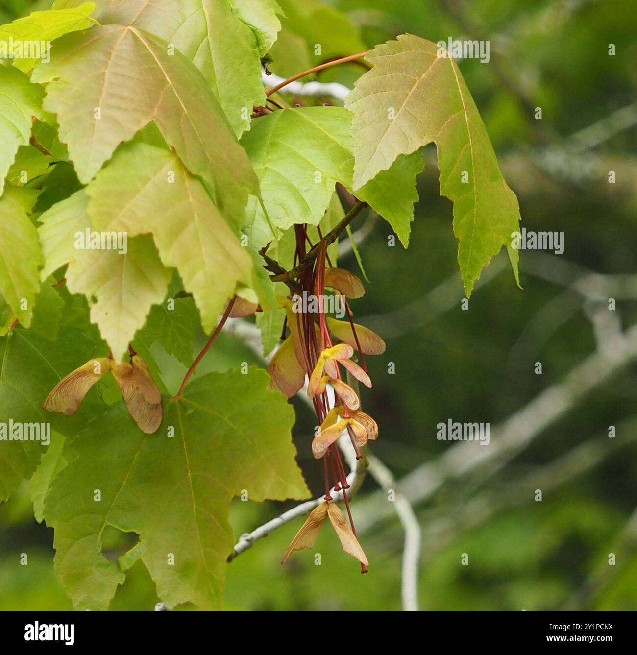 red maple (Acer rubrum) Plantae Stock Photo - Alamy