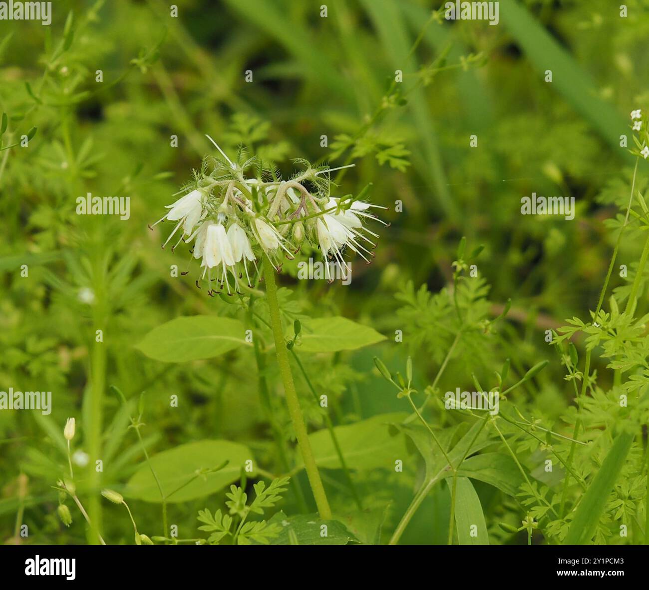 Virginia waterleaf (Hydrophyllum virginianum) Plantae Stock Photo - Alamy