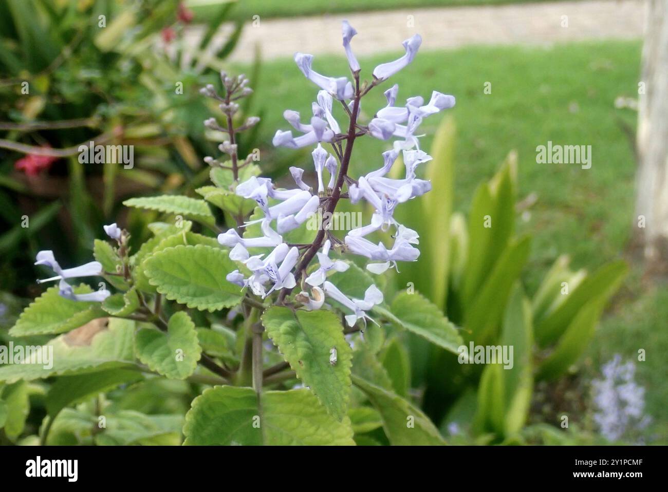 Zulu Spurflower (Plectranthus zuluensis) Plantae Stock Photo - Alamy