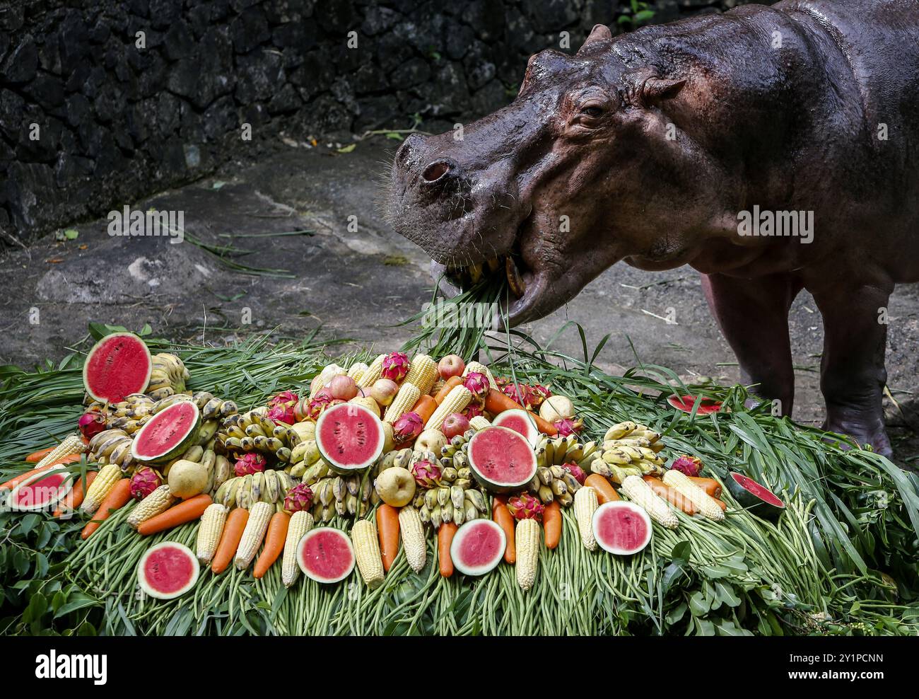 Chonburi, Thailand. 08th Sep, 2024. A female dwarf hippopotamus named ...