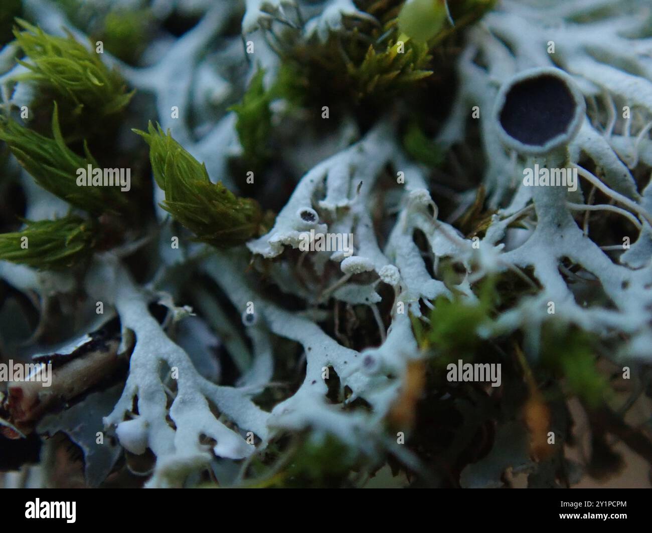 Fringed Rosette Lichen (Physcia tenella) Fungi Stock Photo - Alamy