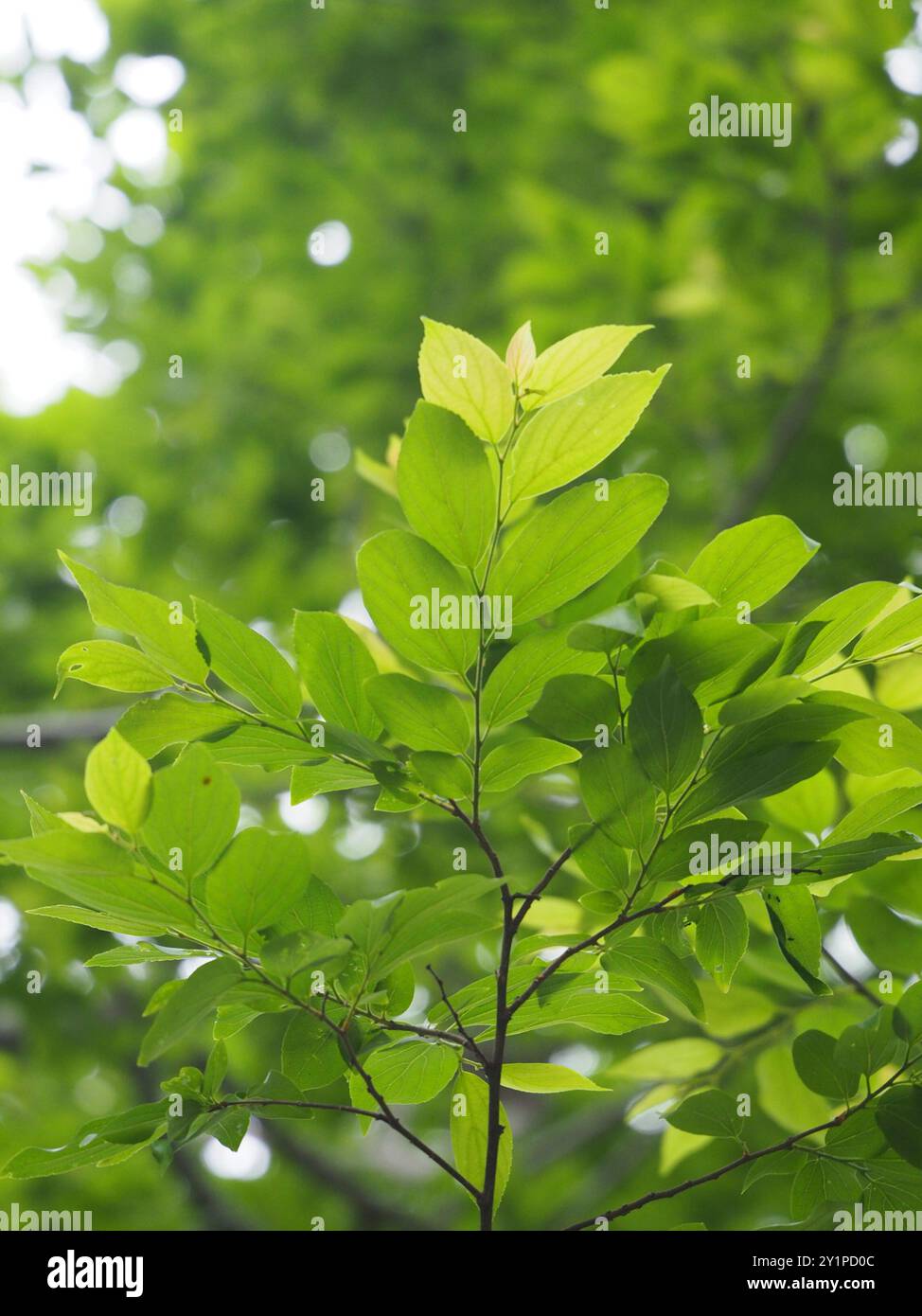 Chinese Hackberry (Celtis sinensis) Plantae Stock Photo - Alamy