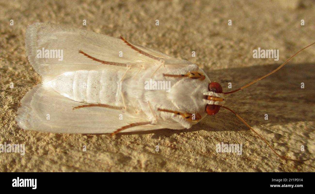 (Chasmina tibialis) Insecta Stock Photo - Alamy