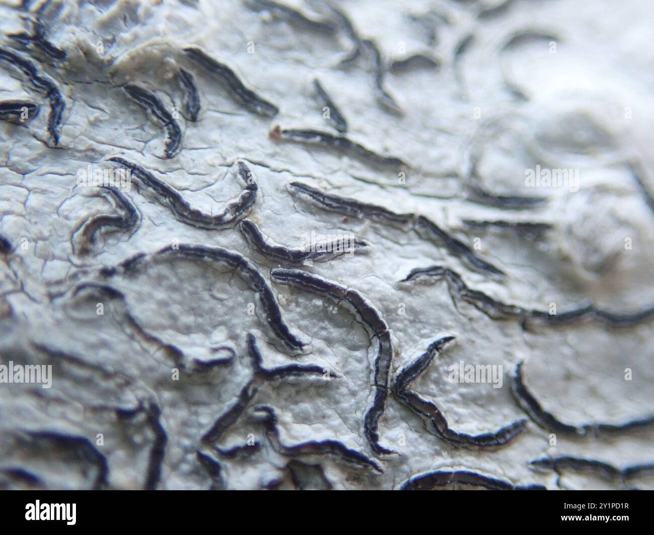 Common Script Lichen (Graphis scripta) Fungi Stock Photo - Alamy