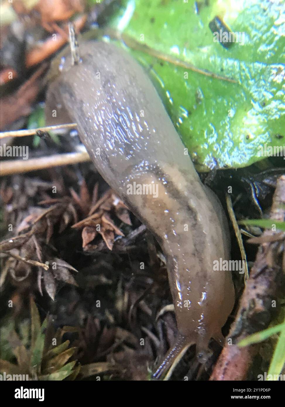 Threeband Slugs (Ambigolimax) Mollusca Stock Photo - Alamy
