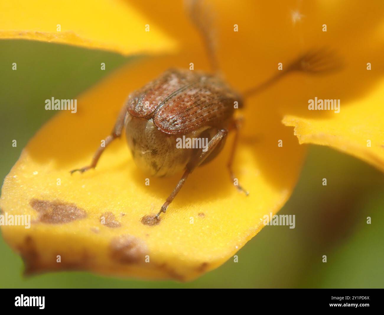 Large-horned Bruchids (Megacerus) Insecta Stock Photo - Alamy