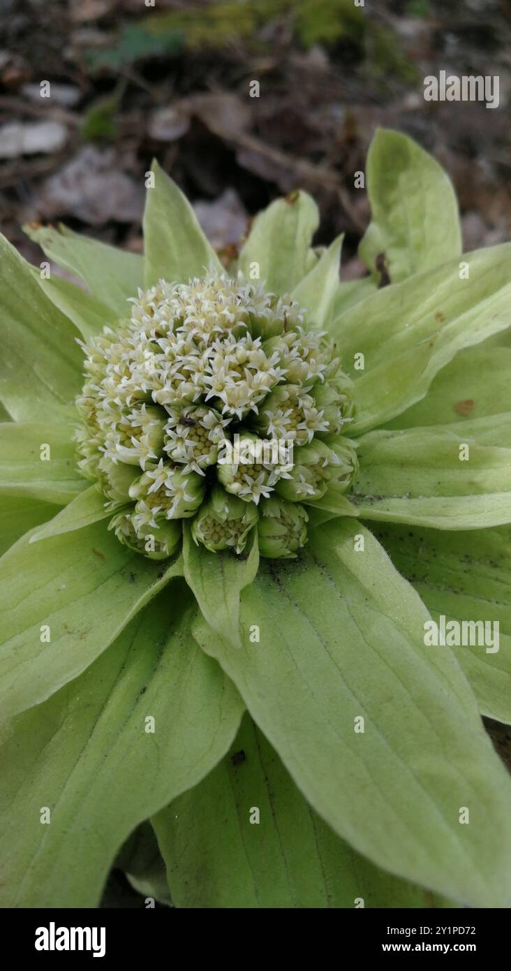 Giant Butterbur (Petasites japonicus) Plantae Stock Photo - Alamy