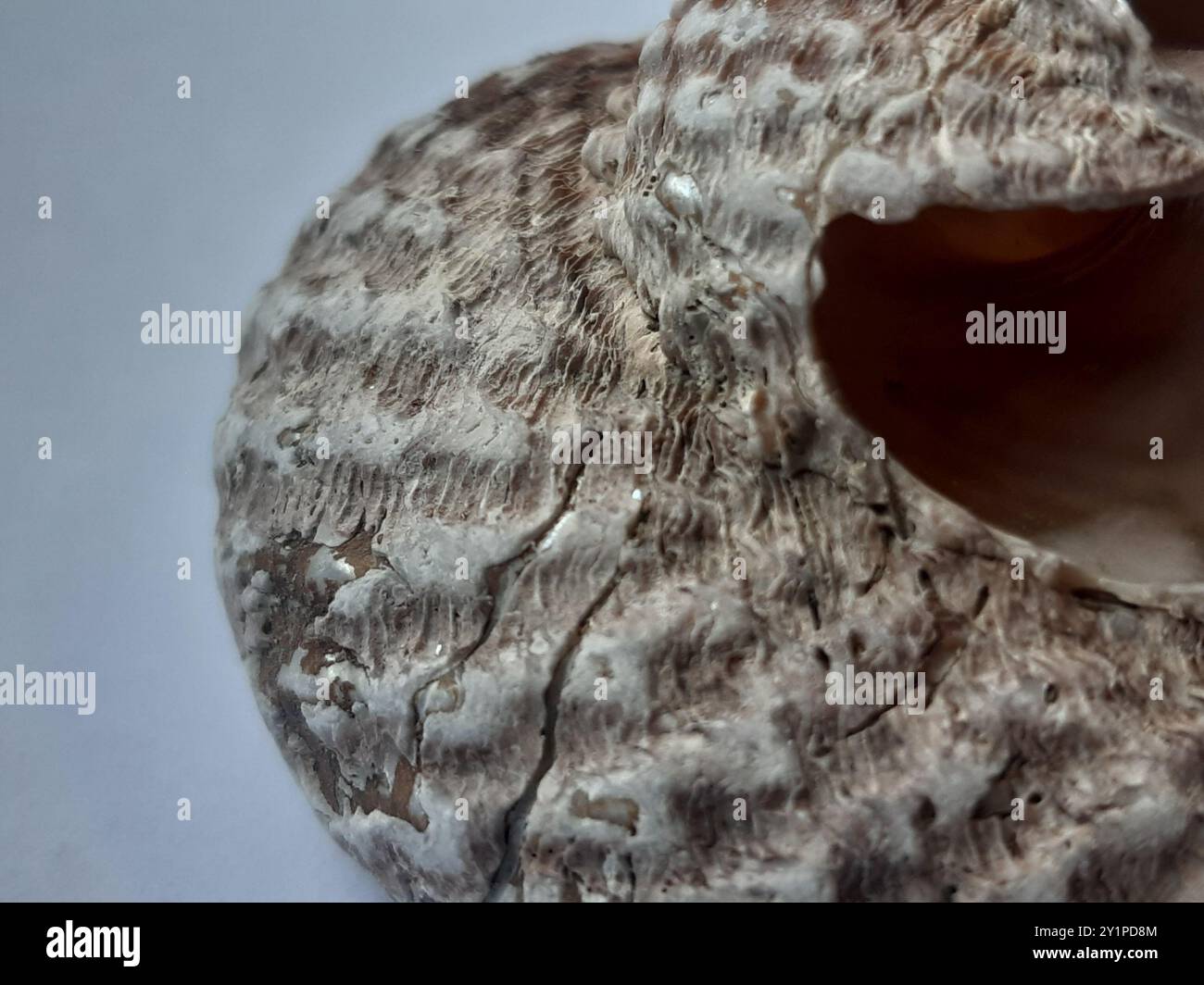 Cook's Turban (Cookia sulcata) Mollusca Stock Photo - Alamy