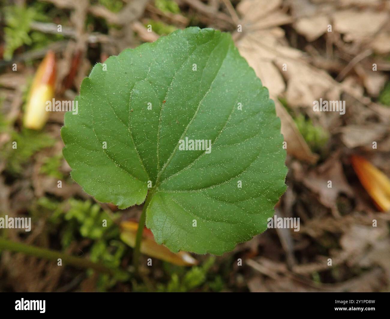 stream violet (Viola glabella) Plantae Stock Photo - Alamy