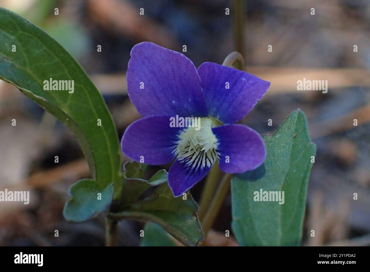 three-lobed violet (Viola palmata) Plantae Stock Photo - Alamy