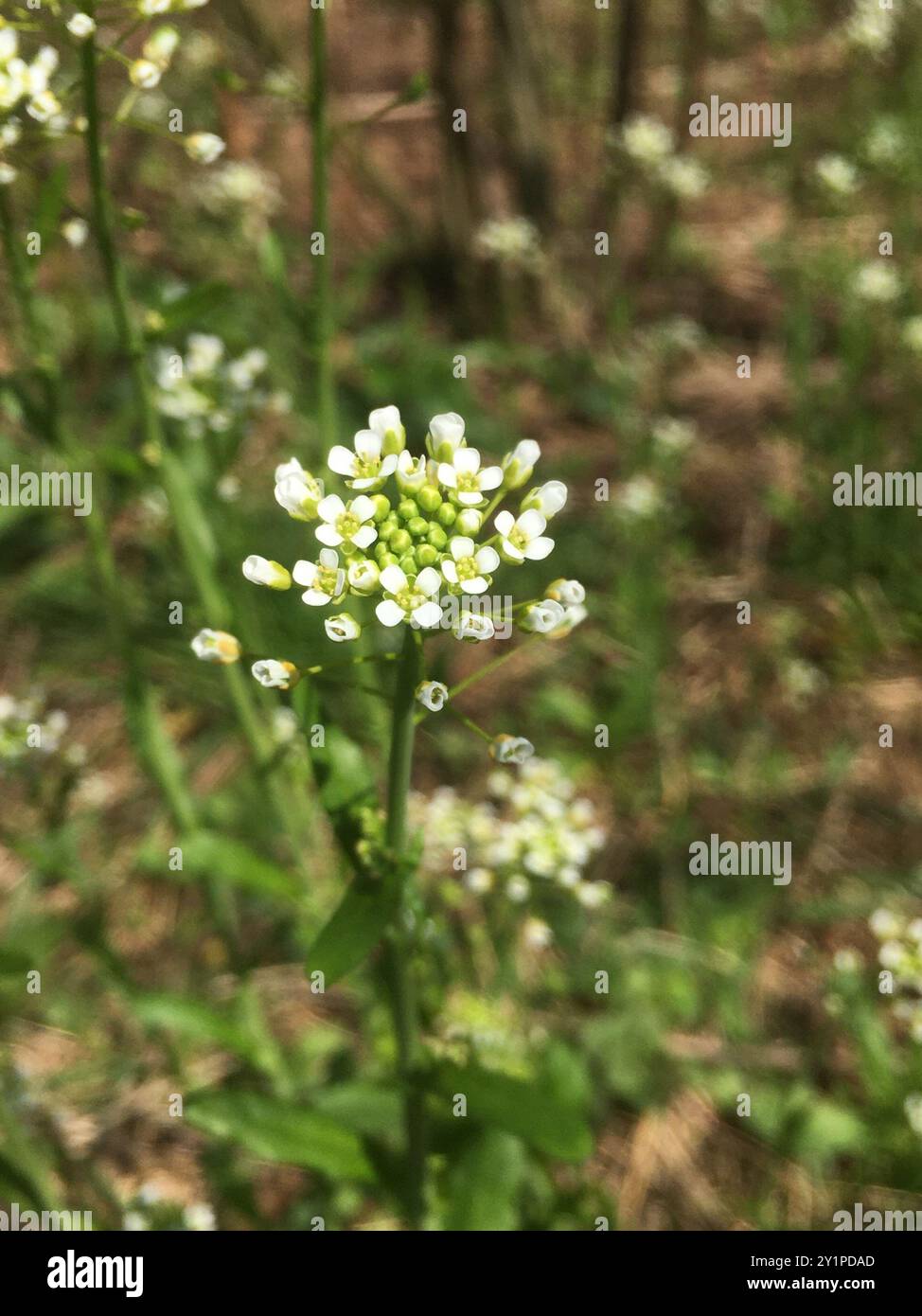 garlic penny-cress (Mummenhoffia alliacea) Plantae Stock Photo - Alamy