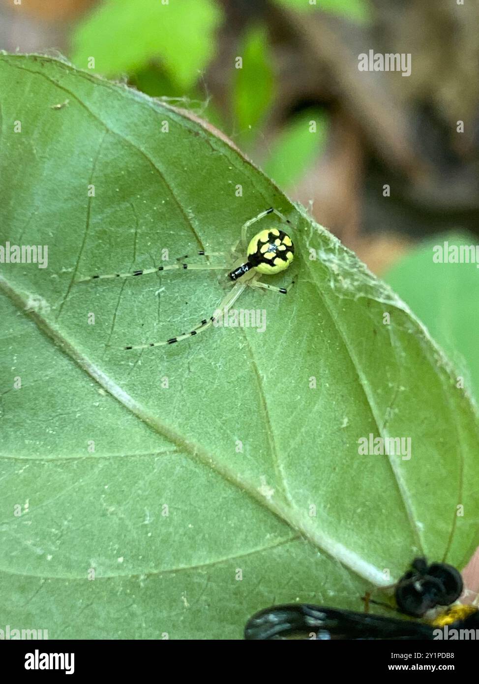 Typical Cobweb Spiders (Theridion) Arachnida Stock Photo - Alamy
