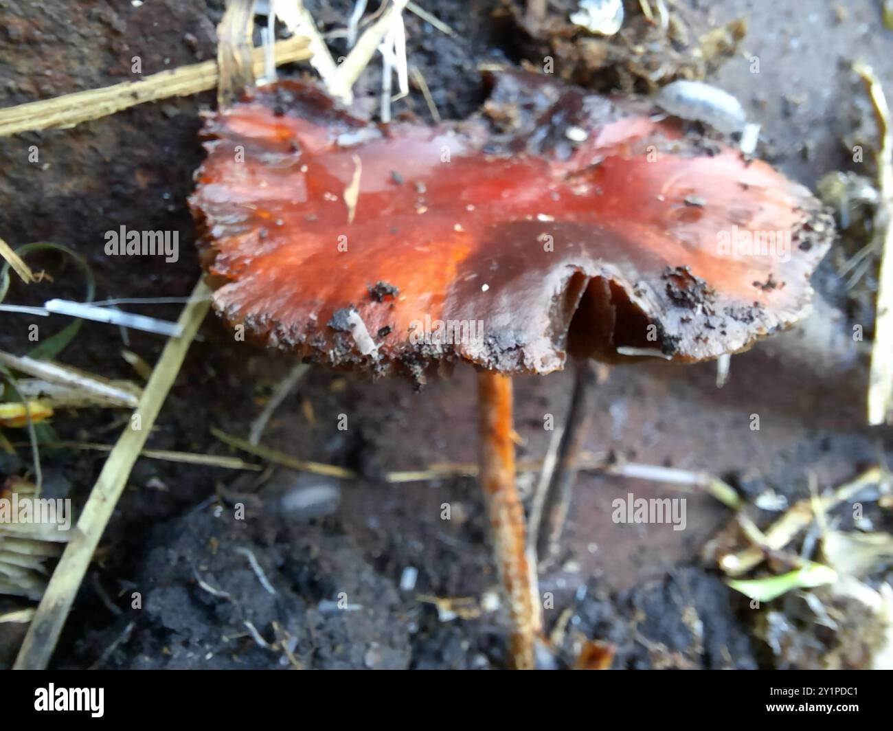 Basidiomycete Fungi (Basidiomycota) Fungi Stock Photo - Alamy