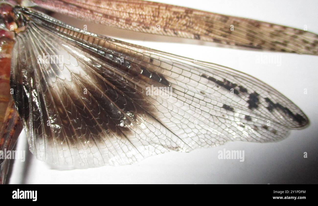 Tree Locust (Anacridium moestum) Insecta Stock Photo - Alamy