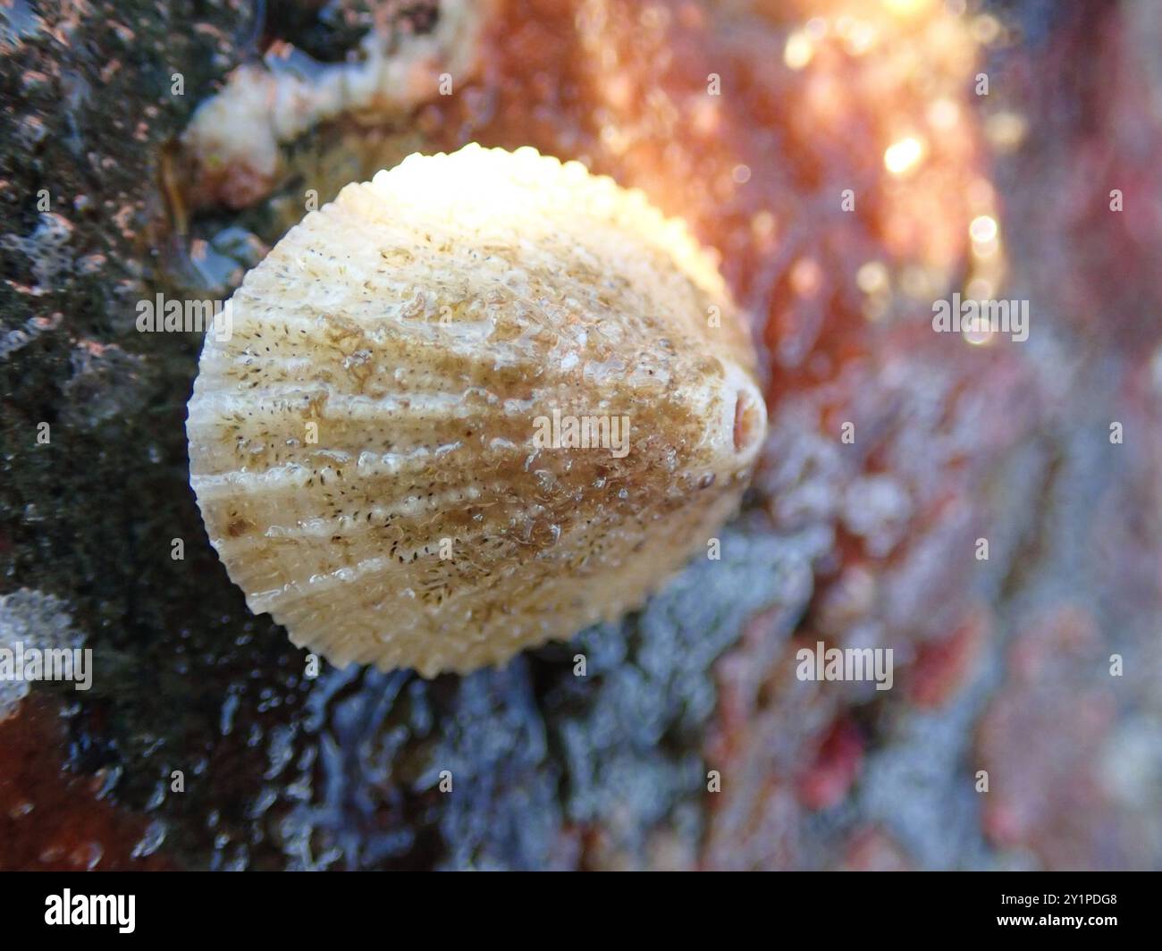 Rough Keyhole Limpet (Diodora aspera) Mollusca Stock Photo - Alamy