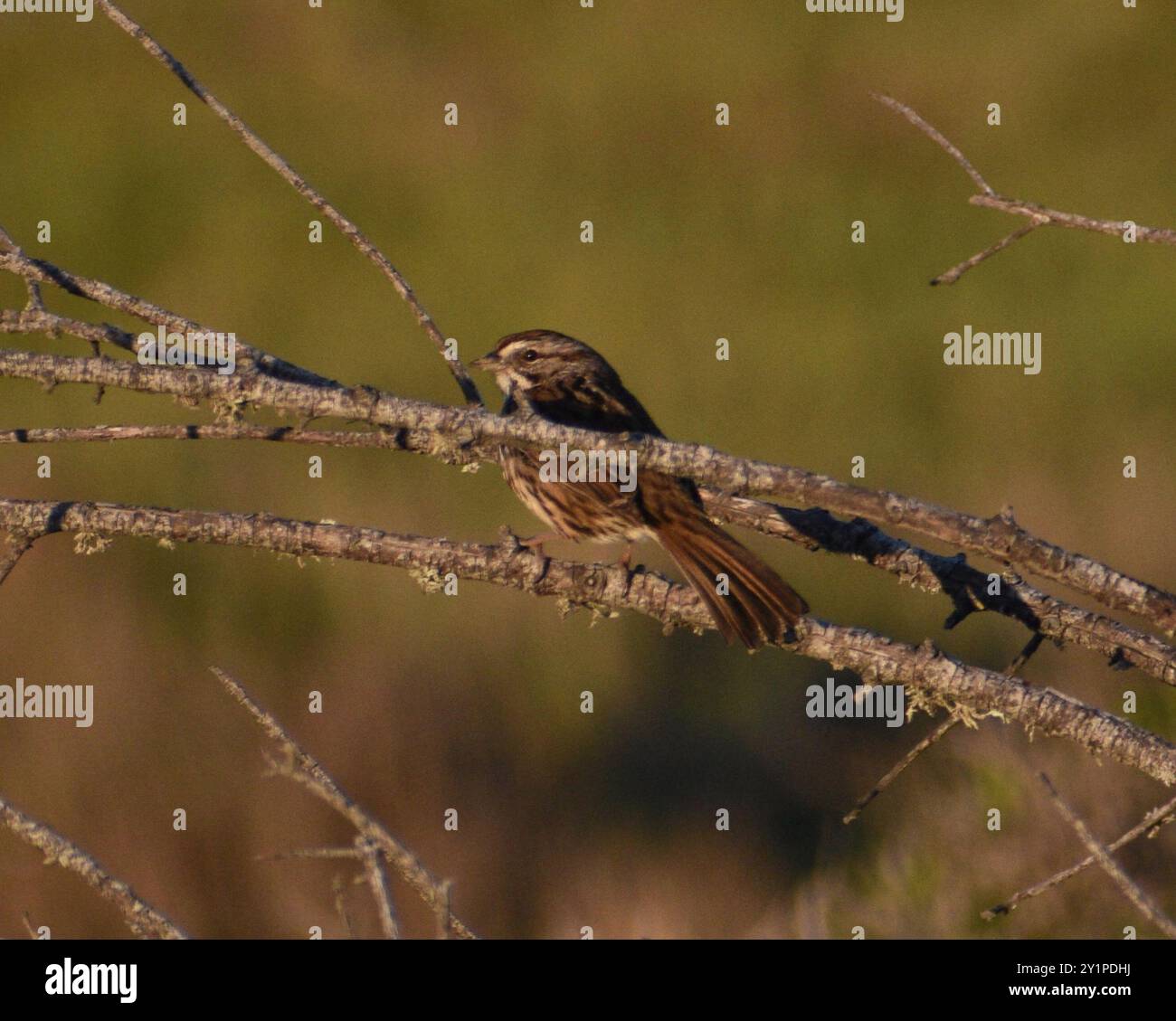 Song Sparrow (Melospiza melodia) Aves Stock Photo - Alamy