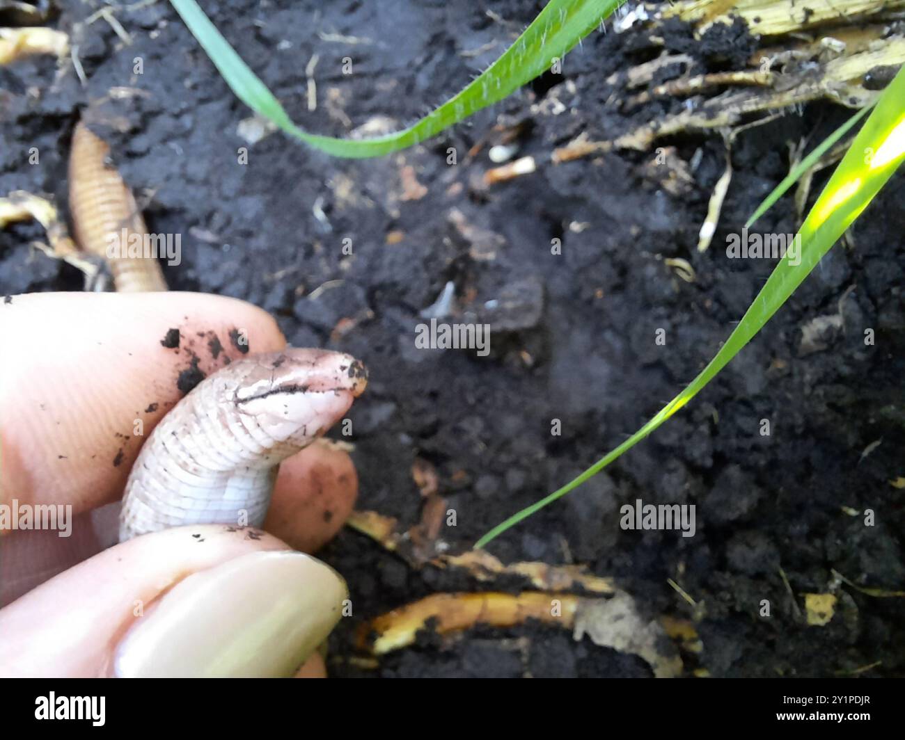 Darwin's Ringed Worm Lizard (Amphisbaena darwinii) Reptilia Stock Photo ...