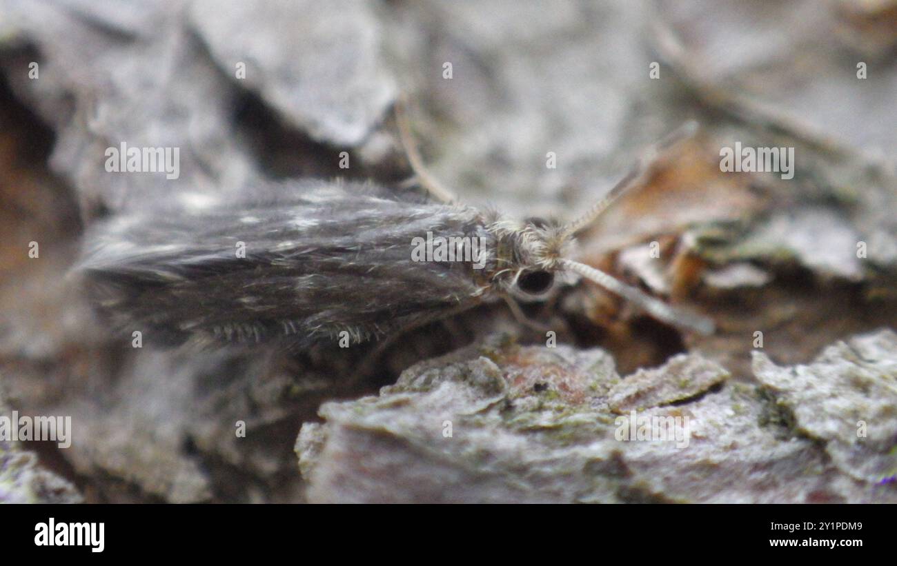 Microcaddisflies (Hydroptilidae) Insecta Stock Photo - Alamy