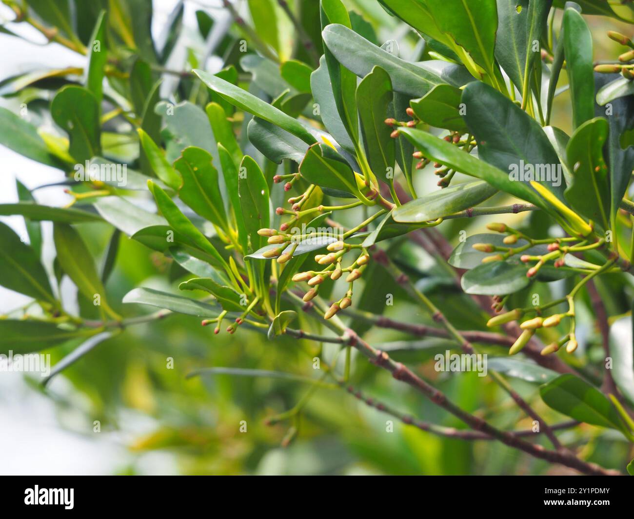 (Kandelia obovata) Plantae Stock Photo - Alamy