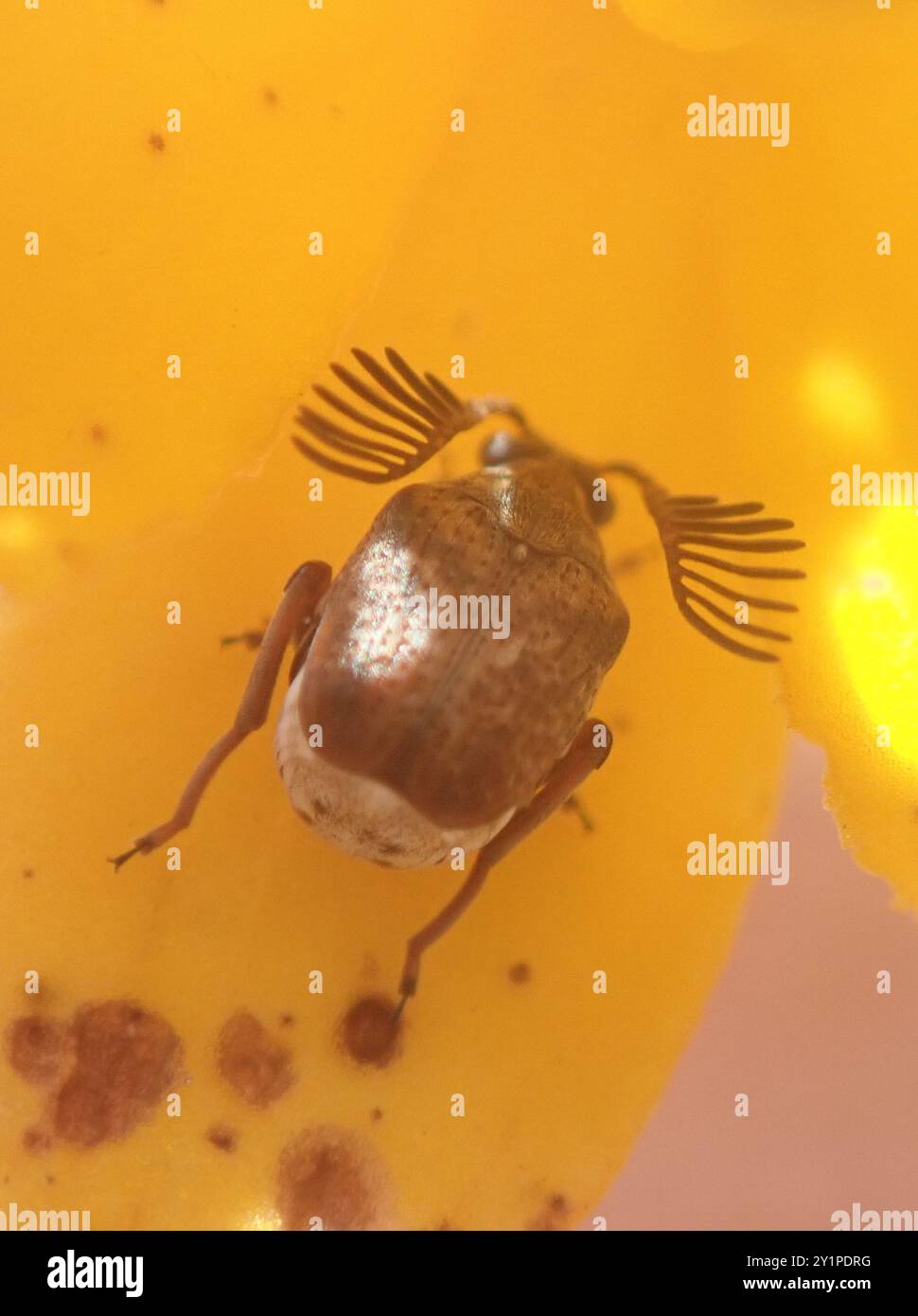 Large-horned Bruchids (Megacerus) Insecta Stock Photo - Alamy