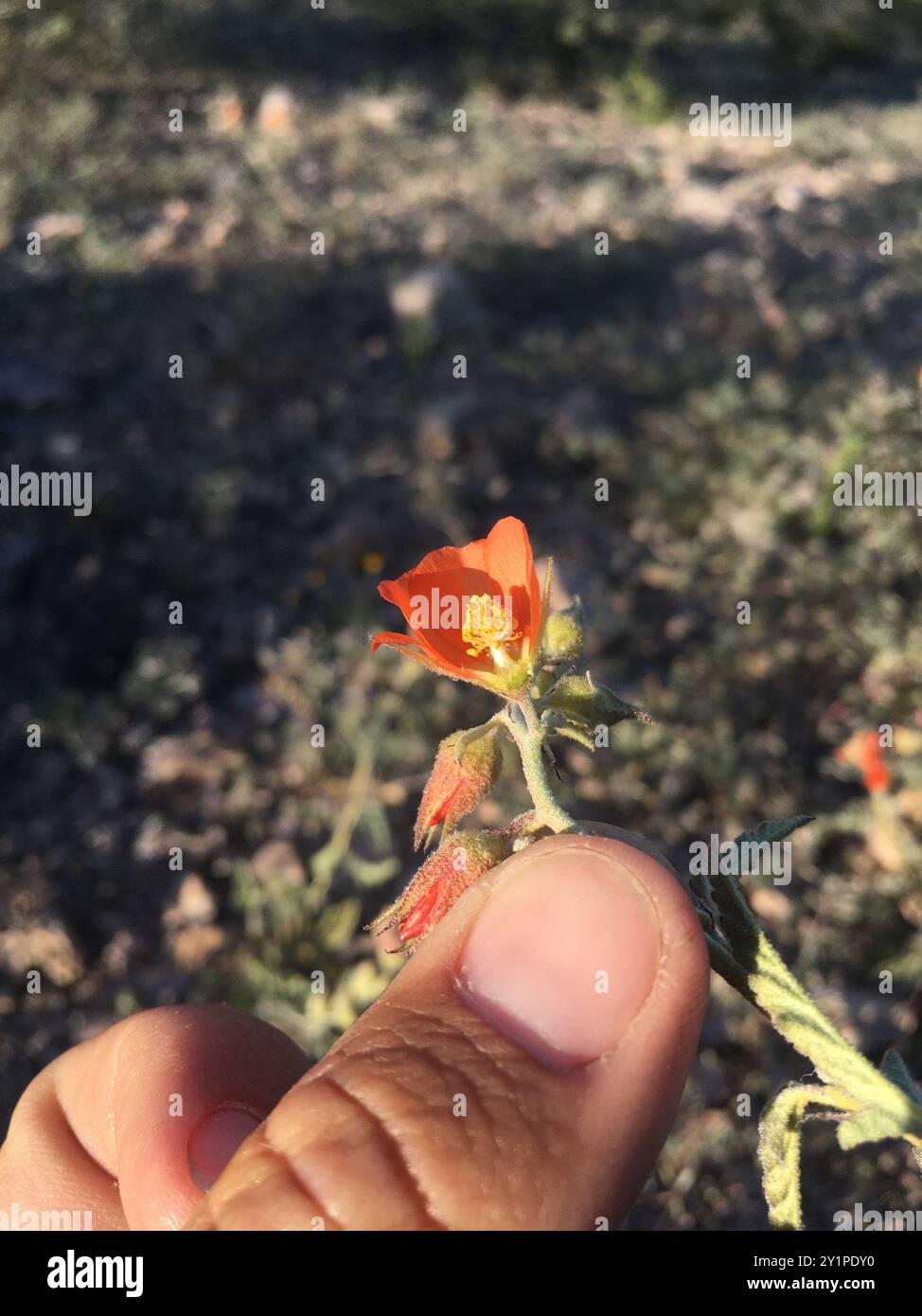 spear globemallow (Sphaeralcea hastulata) Plantae Stock Photo - Alamy