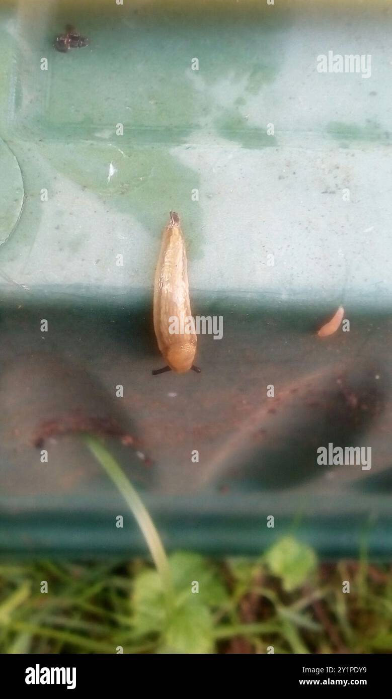 Roundback Slugs and Allies (Arionoidea) Mollusca Stock Photo - Alamy