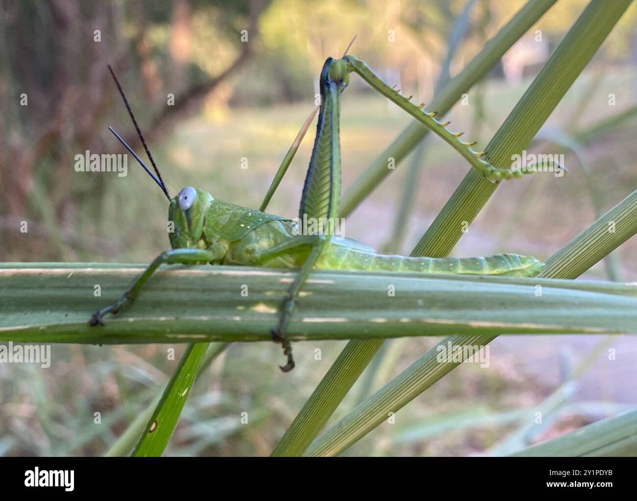 Giant Grasshopper (Valanga irregularis) Insecta Stock Photo - Alamy