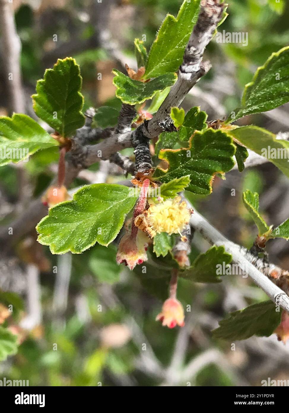 Alderleaf Mountain Mahogany (Cercocarpus montanus) Plantae Stock Photo ...