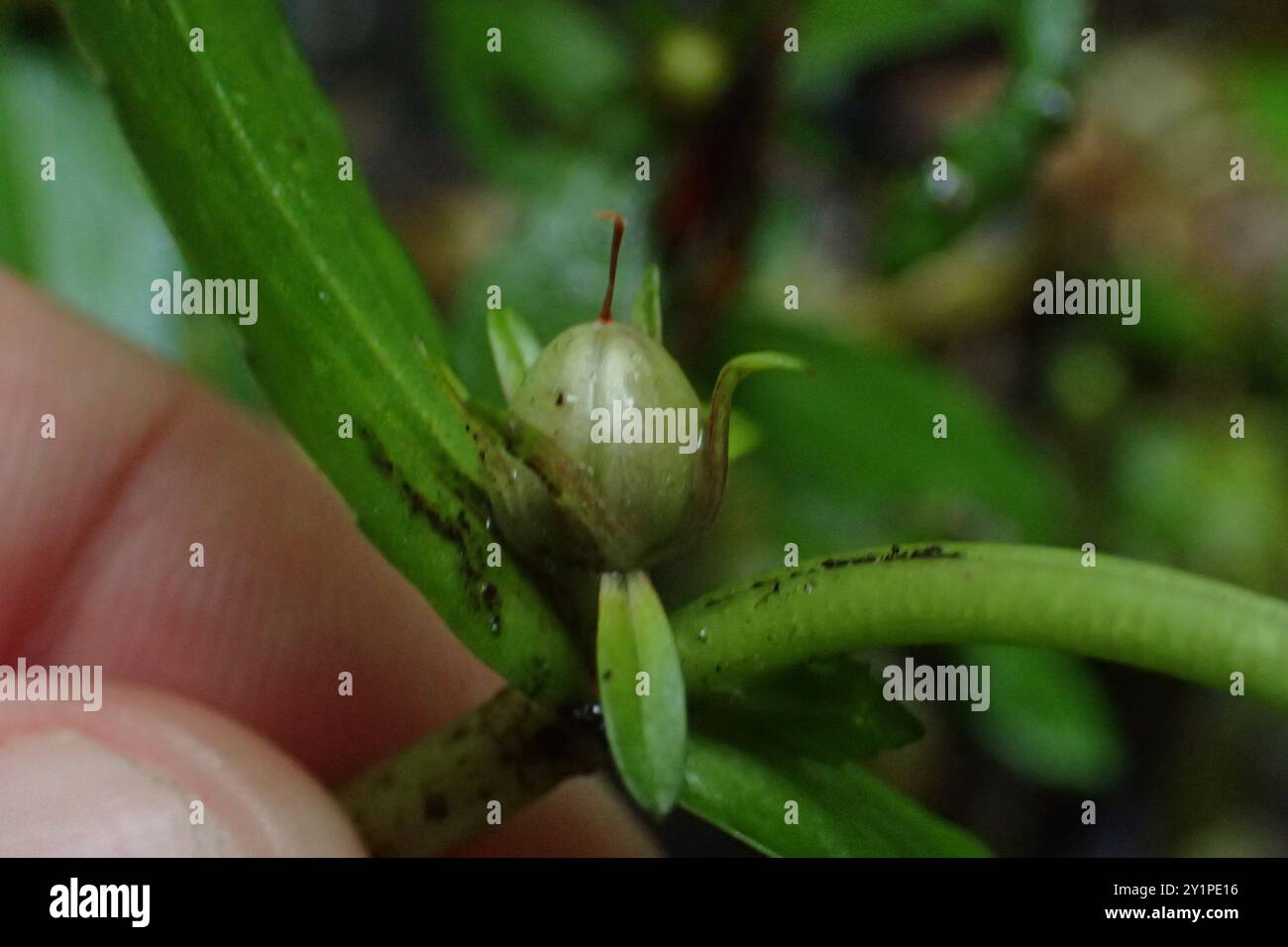 Virginia hedge-hyssop (Gratiola virginiana) Plantae Stock Photo - Alamy