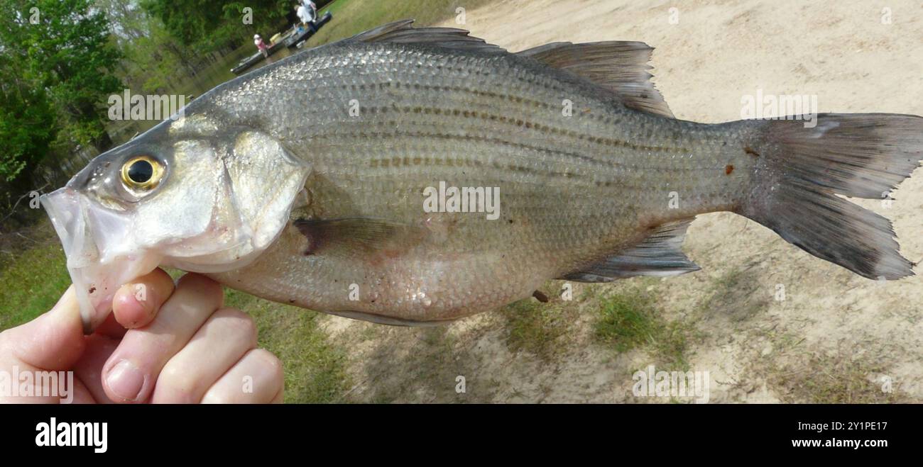 White Bass (Morone chrysops) Actinopterygii Stock Photo - Alamy