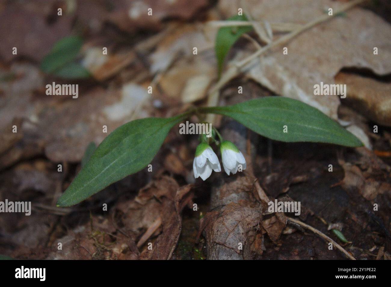 Carolina Springbeauty (Claytonia caroliniana) Plantae Stock Photo - Alamy