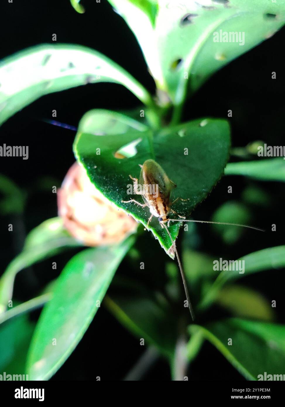 Asian Cockroach (Blattella asahinai) Insecta Stock Photo - Alamy