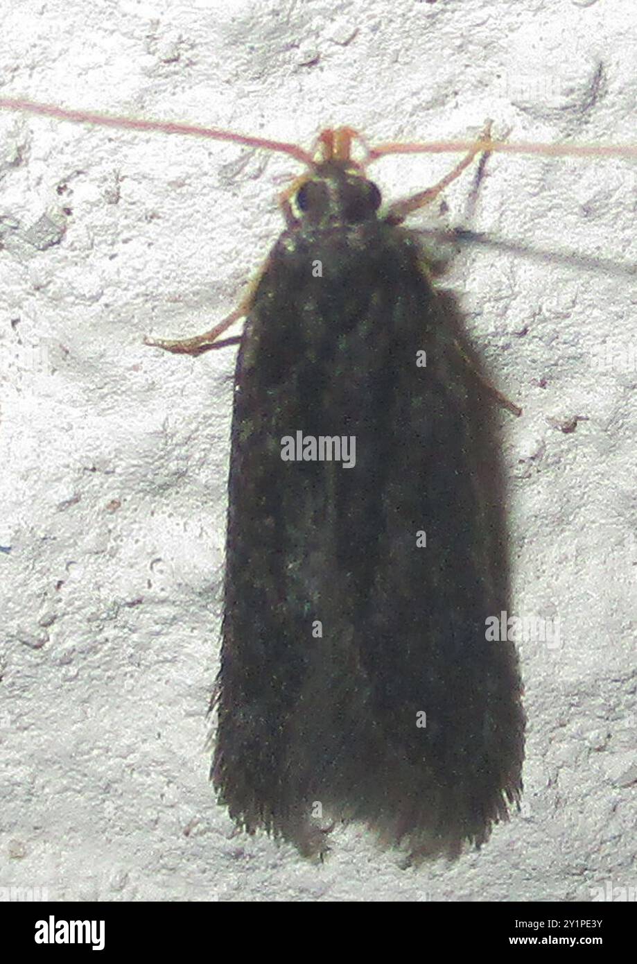 Horned moths hi-res stock photography and images - Alamy