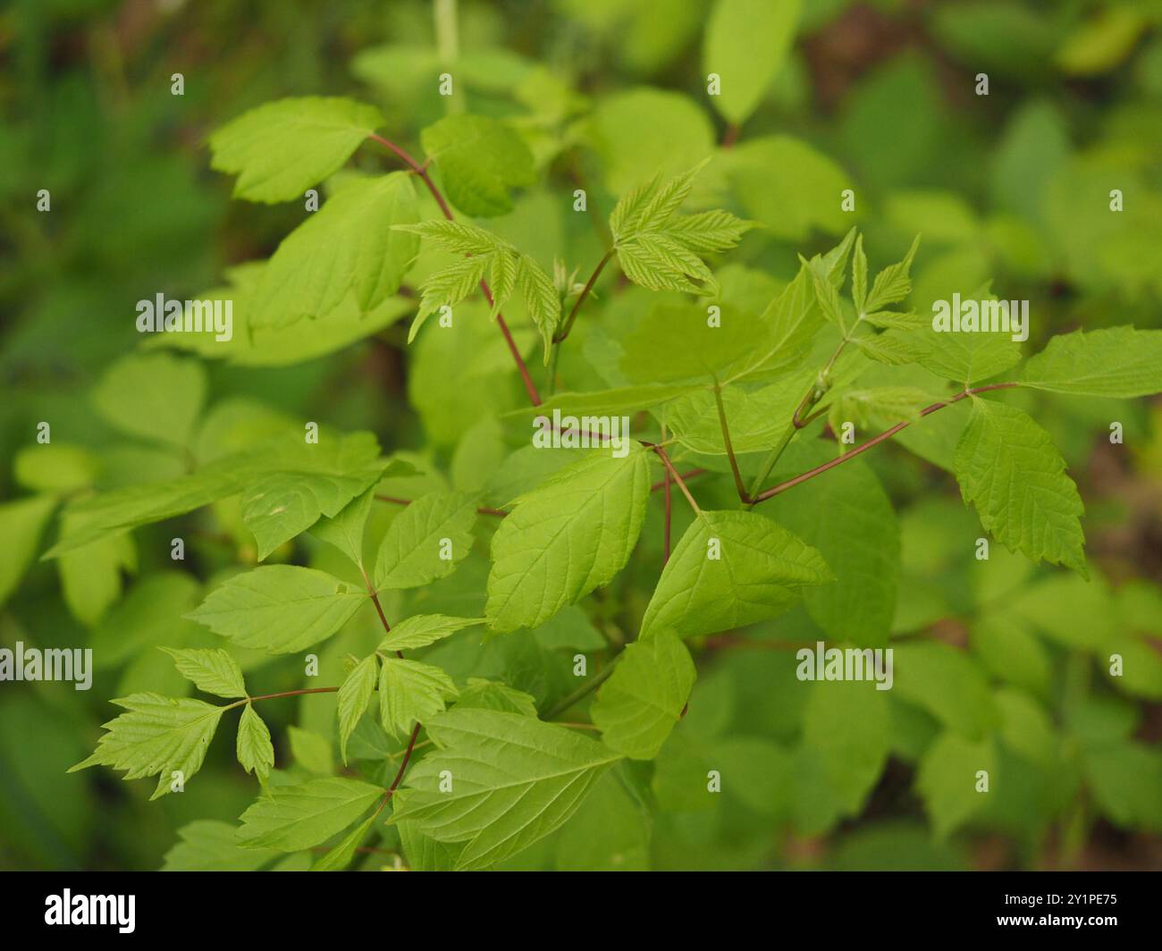 box elder (Acer negundo) Plantae Stock Photo - Alamy