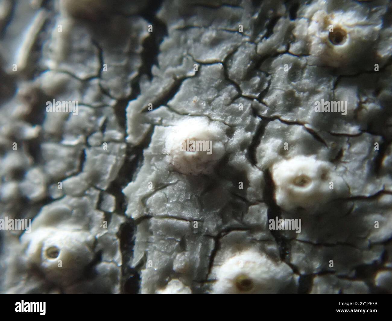 Bark Barnacles (Thelotrema lepadinum) Fungi Stock Photo - Alamy