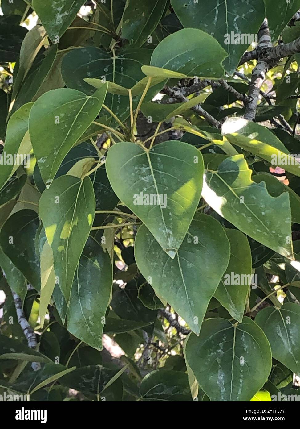 black cottonwood (Populus trichocarpa) Plantae Stock Photo - Alamy