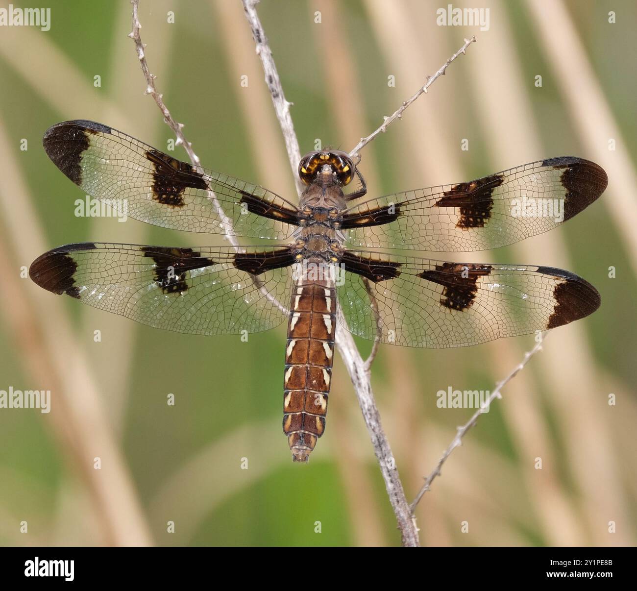 Common Whitetail (Plathemis lydia) Insecta Stock Photo - Alamy
