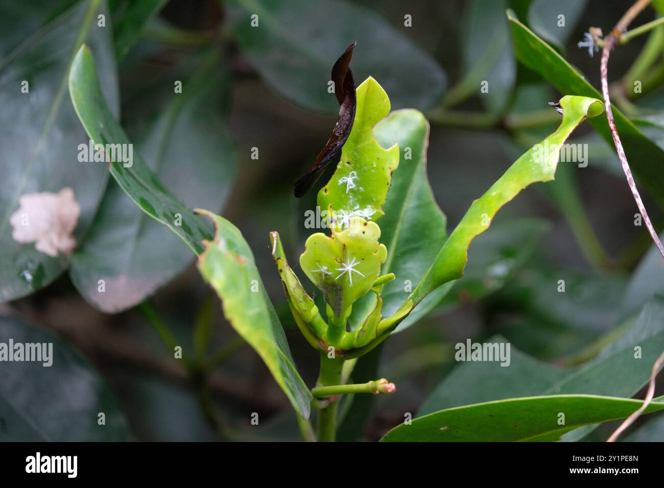 Ricaniid Planthoppers (Ricaniidae) Insecta Stock Photo - Alamy