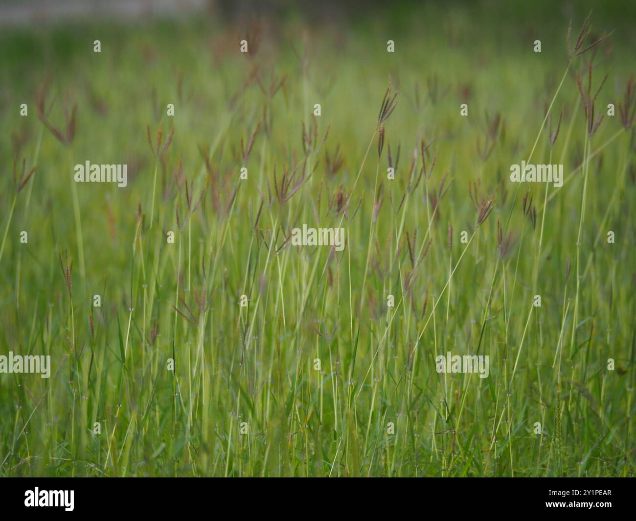 Kleberg's bluestem (Dichanthium annulatum) Plantae Stock Photo - Alamy