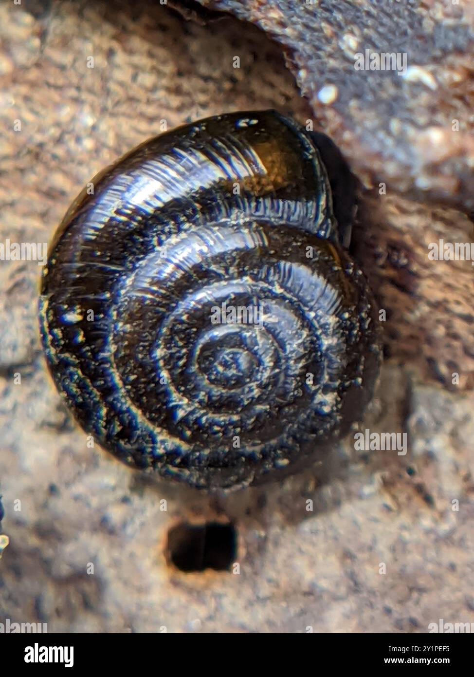 Common Land Snails and Slugs (Stylommatophora) Mollusca Stock Photo - Alamy
