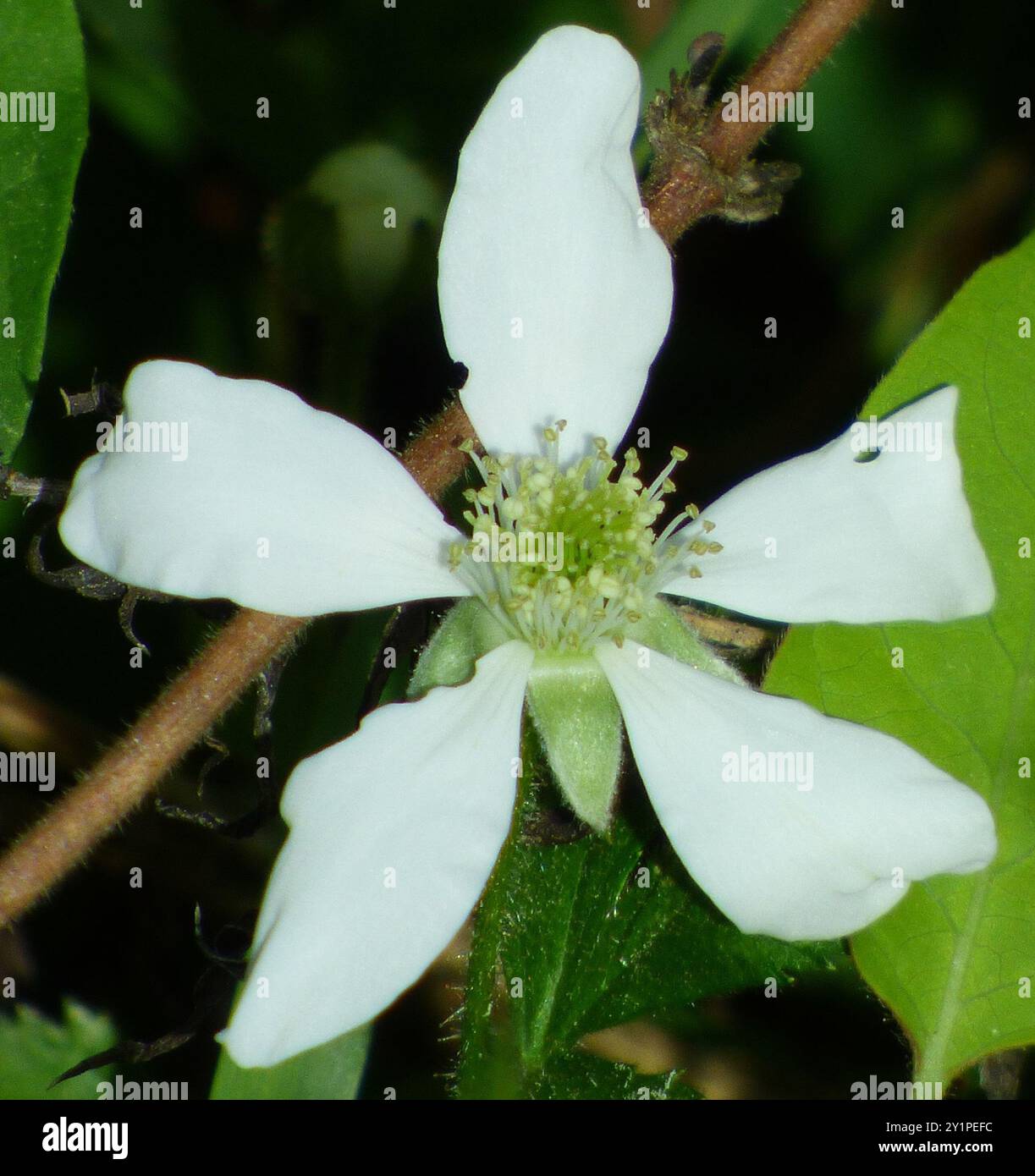 Common Dewberry (Rubus flagellaris) Plantae Stock Photo - Alamy
