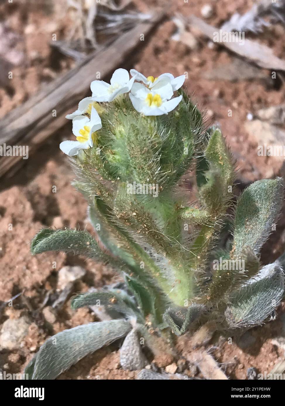 Annual Cryptanthas (Cryptantha) Plantae Stock Photo - Alamy