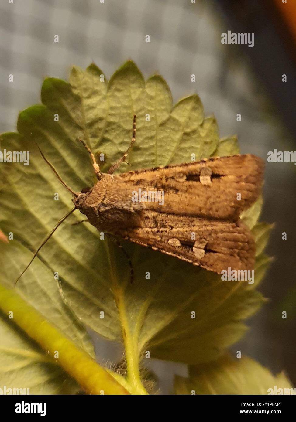 Bogong Moth (Agrotis infusa) Insecta Stock Photo - Alamy