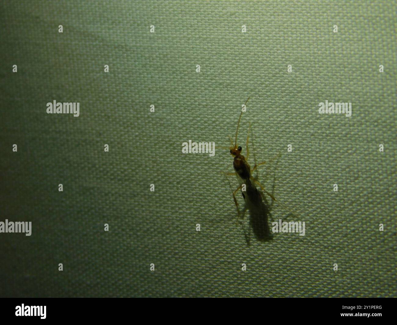 Rough-node Trap-jaw Ant (Odontomachus ruginodis) Insecta Stock Photo ...