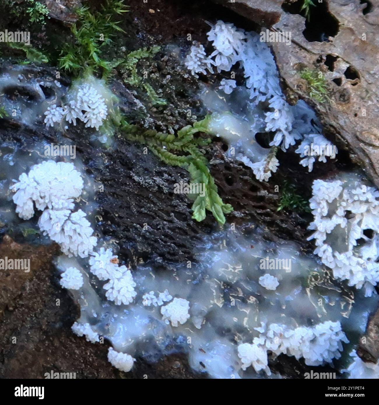 Honeycomb Coral Slime Mold (Ceratiomyxa fruticulosa) Protozoa Stock ...