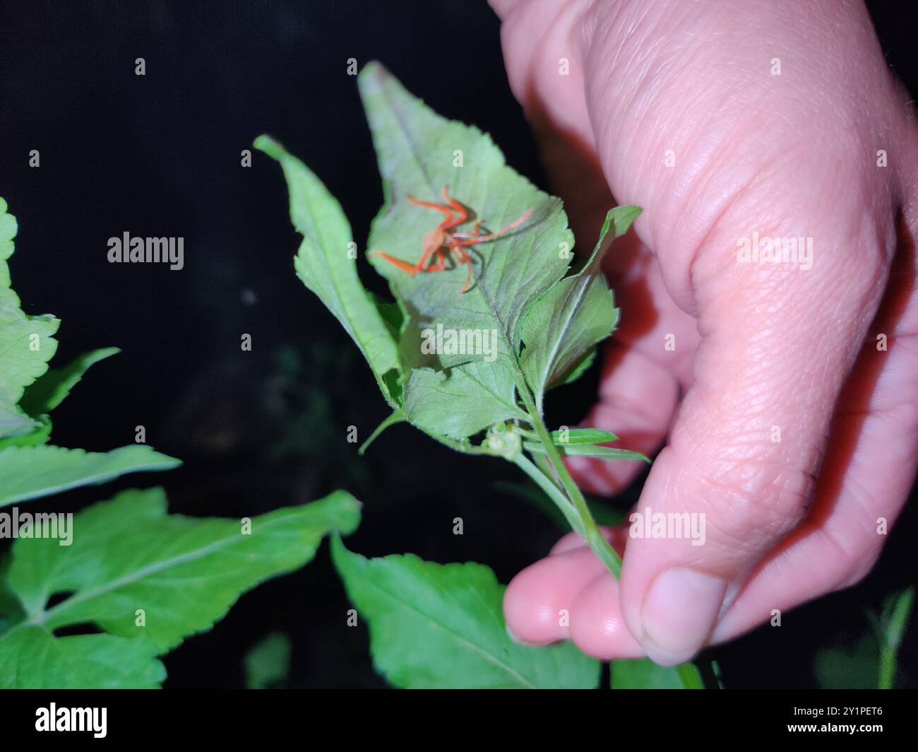 Spine-headed Bugs (Acanthocephala) Insecta Stock Photo - Alamy