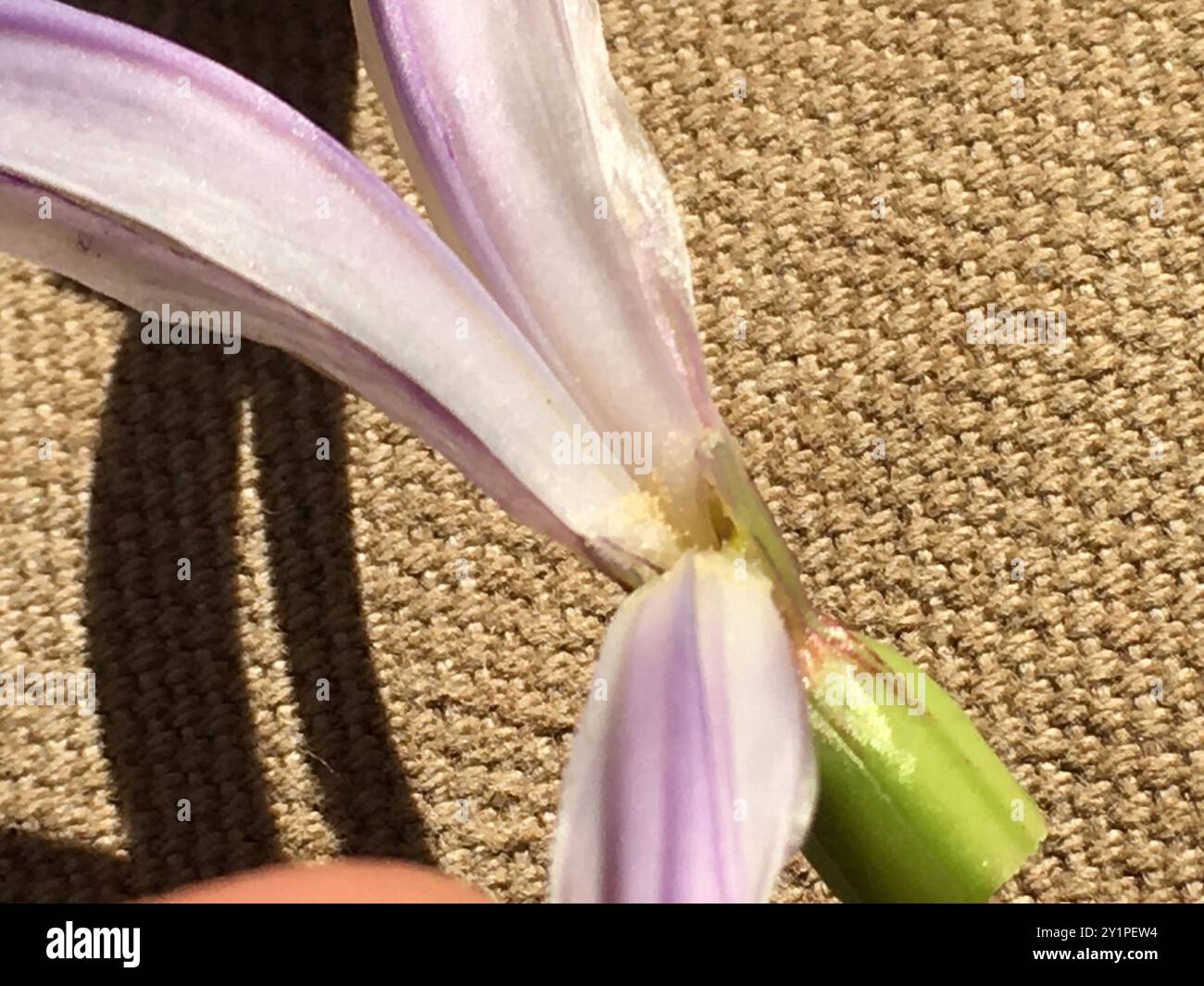 Oregon iris (Iris tenax) Plantae Stock Photo - Alamy