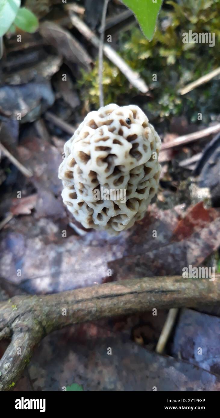 white morel (Morchella americana) Fungi Stock Photo - Alamy
